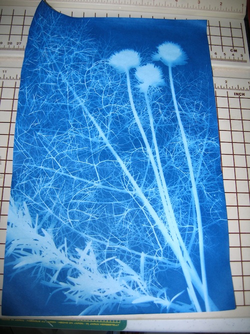 Fun in the Sun Printing - Lynda Heines Fabric Design