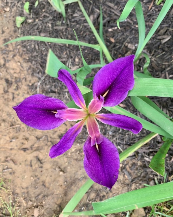 2020 Iris Parade – Lynda Heines Fabric Design