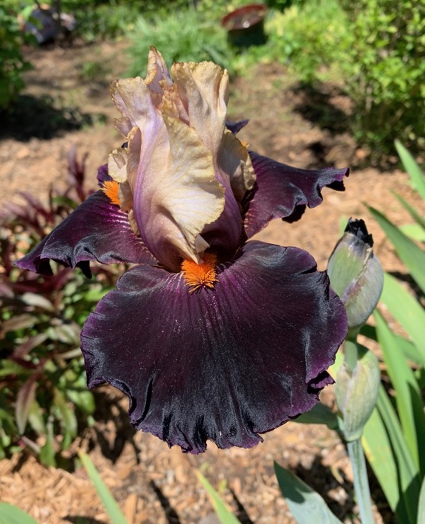 2020 Iris Parade – Lynda Heines Fabric Design