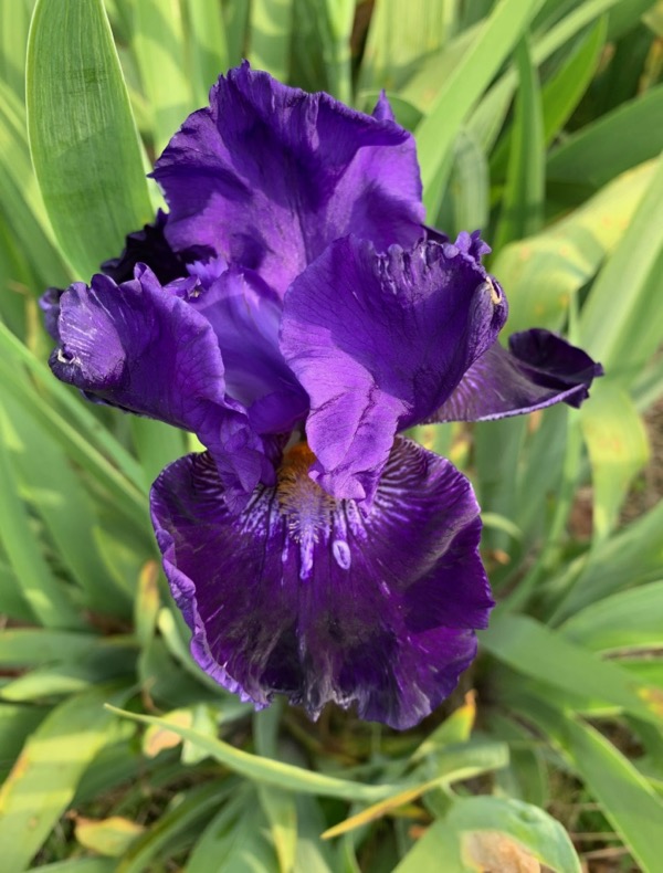 2020 Iris Parade – Lynda Heines Fabric Design