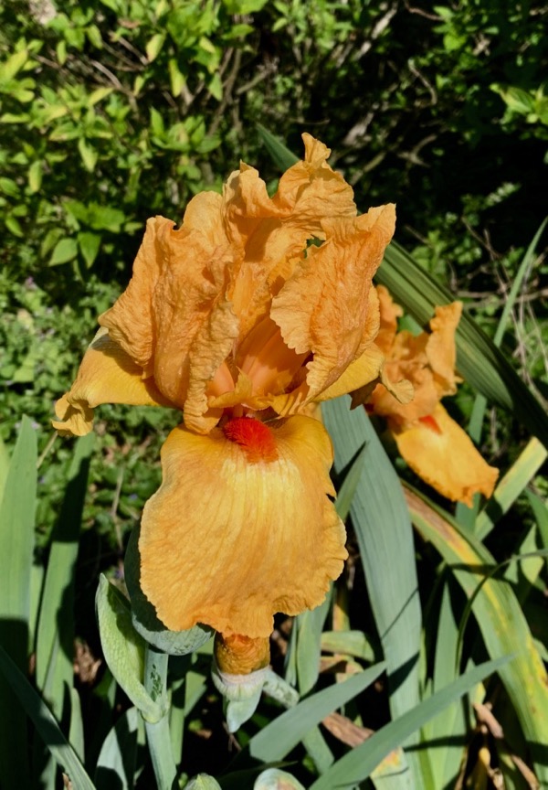 2020 Iris Parade – Lynda Heines Fabric Design