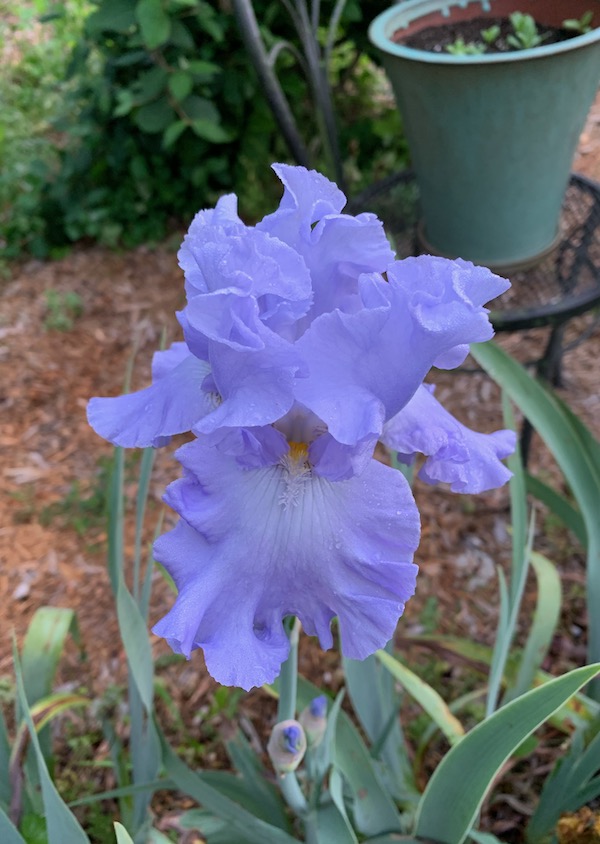 2023 Iris Parade – Lynda Heines Fabric Design