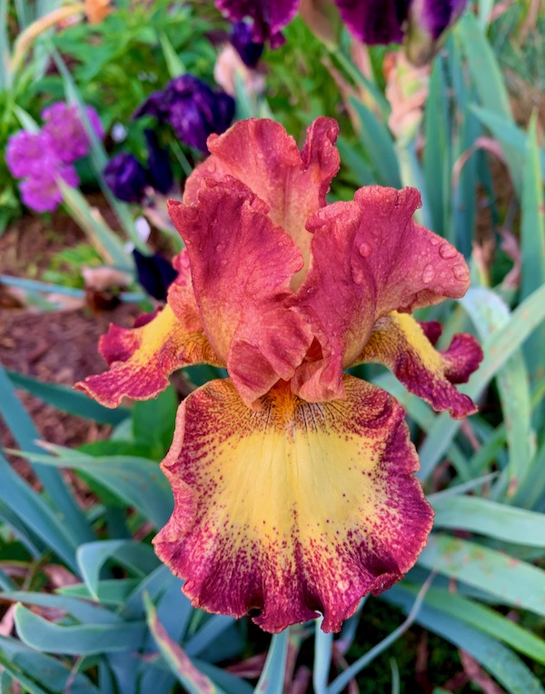 2023 Iris Parade – Lynda Heines Fabric Design
