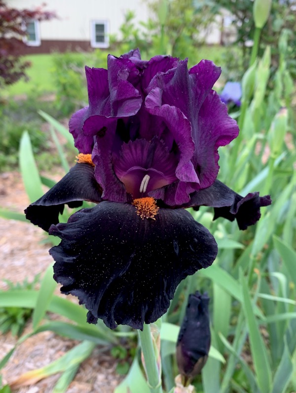 2023 Iris Parade – Lynda Heines Fabric Design