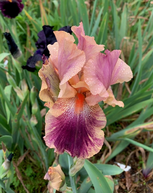 2023 Iris Parade – Lynda Heines Fabric Design