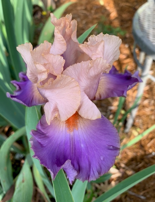 2023 Iris Parade – Lynda Heines Fabric Design