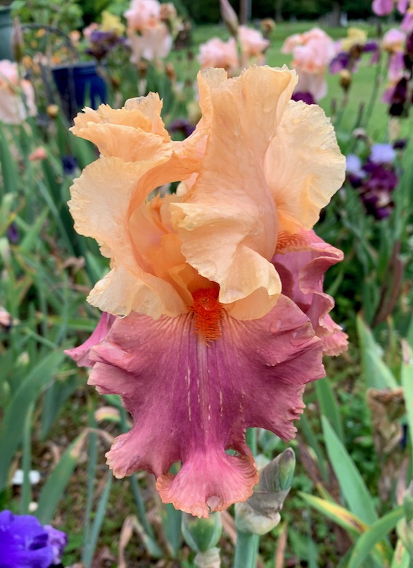 2023 Iris Parade – Lynda Heines Fabric Design