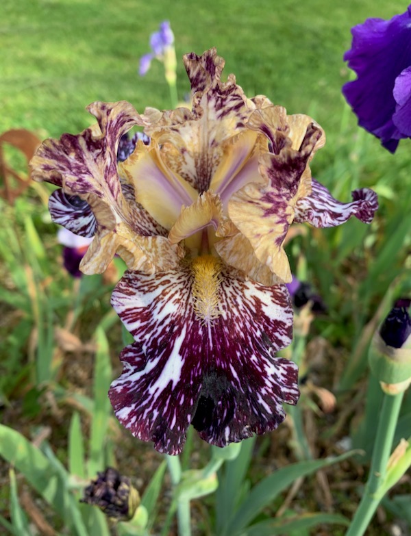 2023 Iris Parade – Lynda Heines Fabric Design