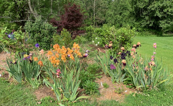 2023 Iris Parade - Lynda Heines Fabric Design