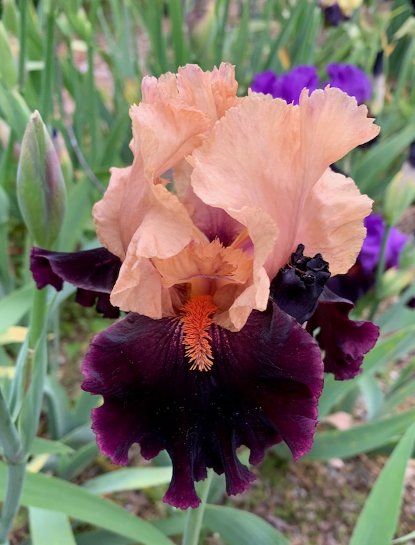 2023 Iris Parade – Lynda Heines Fabric Design