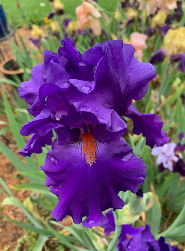 2023 Iris Parade – Lynda Heines Fabric Design
