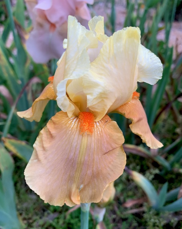 2023 Iris Parade – Lynda Heines Fabric Design