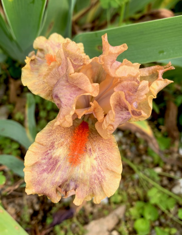 2023 Iris Parade – Lynda Heines Fabric Design