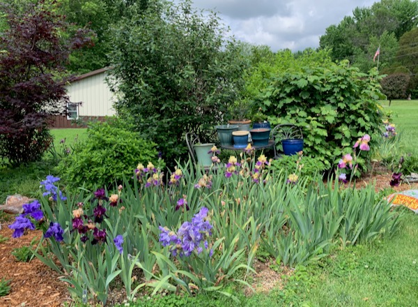 2024 Iris Parade - Lynda Heines Fabric Design